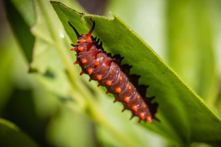 11 Types of Red Caterpillars (With Pictures) - Wildlife Informer
