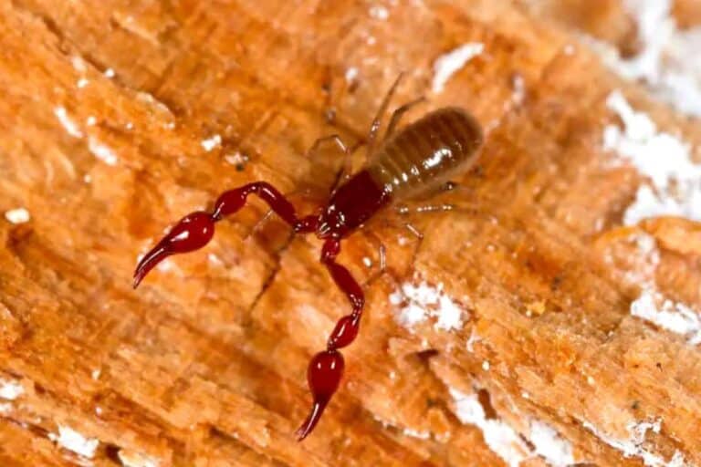 12 Examples of Commensalism Relationships - Wildlife Informer