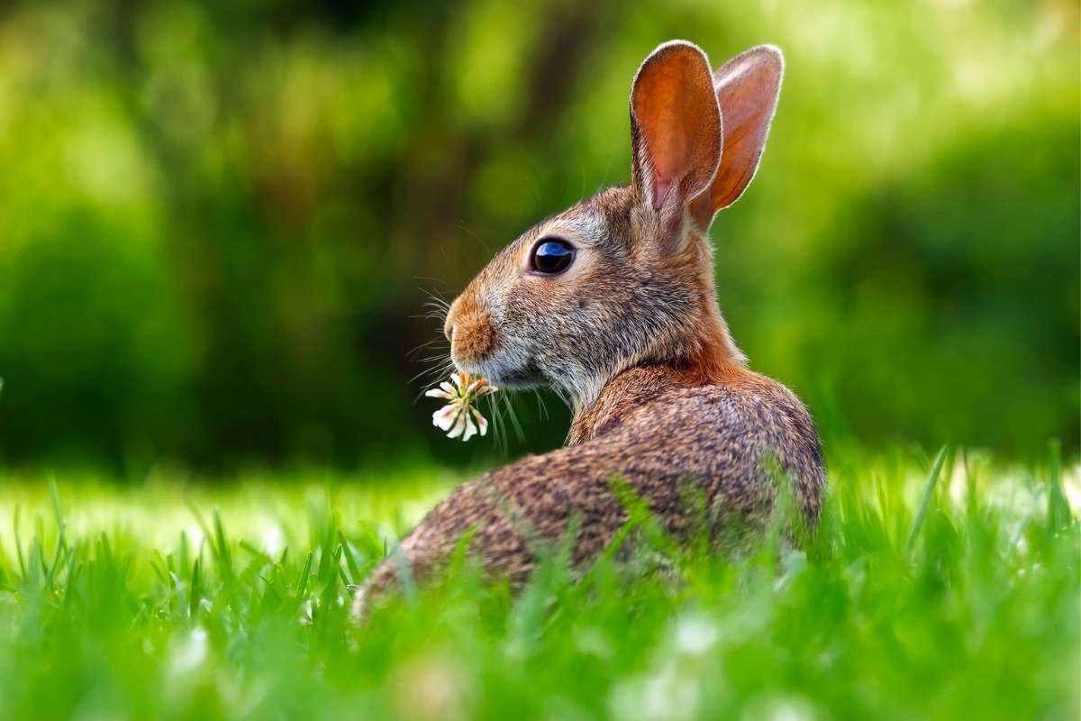 6 Animals That Eat Hibiscus Flowers Pictures Wildlife Informer