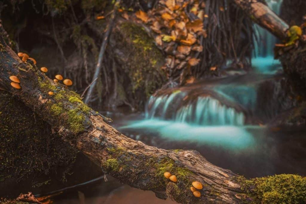 Is a Rotting Log an Ecosystem? - Wildlife Informer