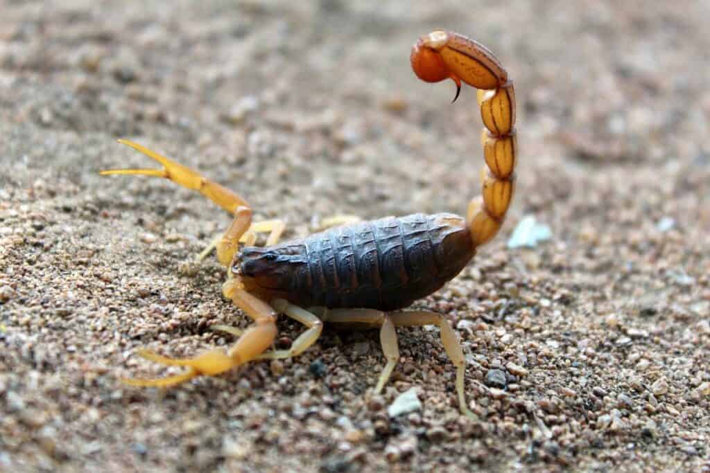 Emperor Scorpion Care Sheet (Guide and Tips) - Wildlife Informer