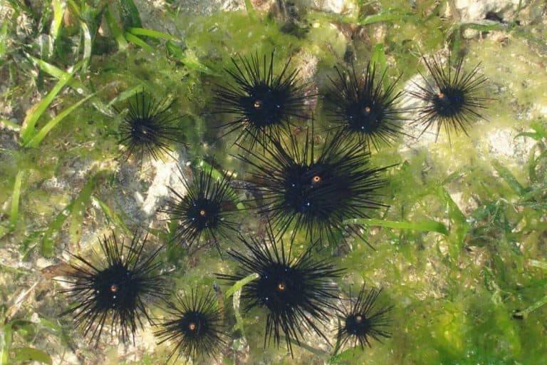 12 Examples of Commensalism Relationships - Wildlife Informer