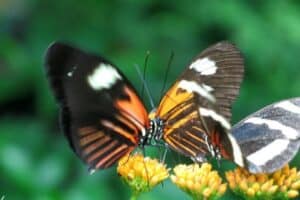 How Do Butterflies Communicate With Each Other? - Wildlife Informer