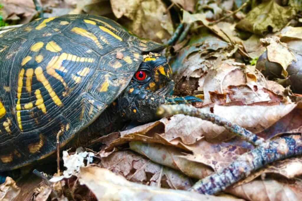 8 Animals That Eat Turtles (And How They Do It) - Wildlife Informer