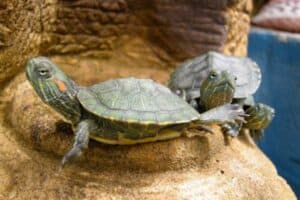 How Turtles Communicate With Each Other - Wildlife Informer