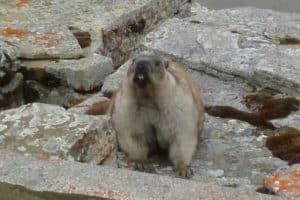 6 Types of Marmots in North America (Pictures) - Wildlife Informer