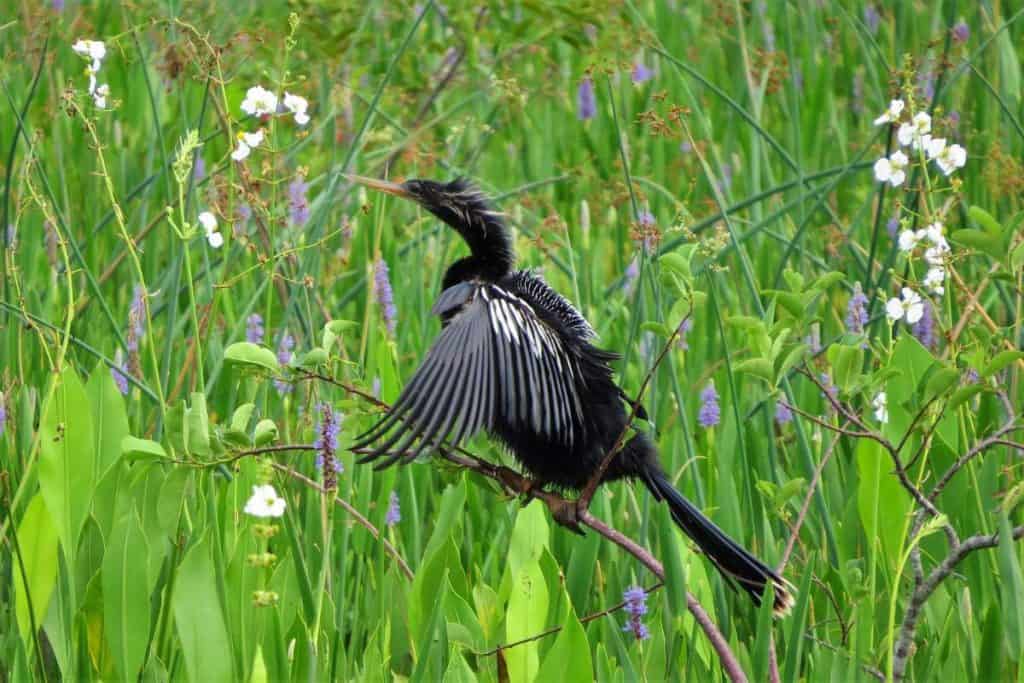 15 Examples of Ambush Predators (With Pictures) - Wildlife Informer