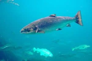 11 Characteristics of Salmon - Wildlife Informer