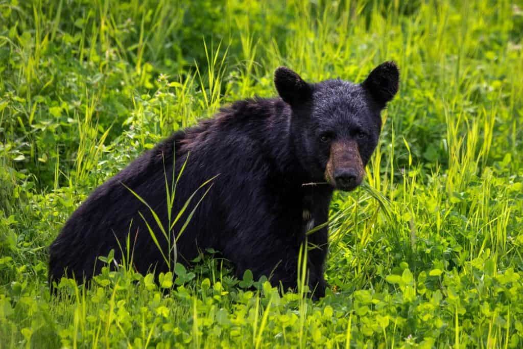 12 Types of Bears Species (Pictures) - Wildlife Informer