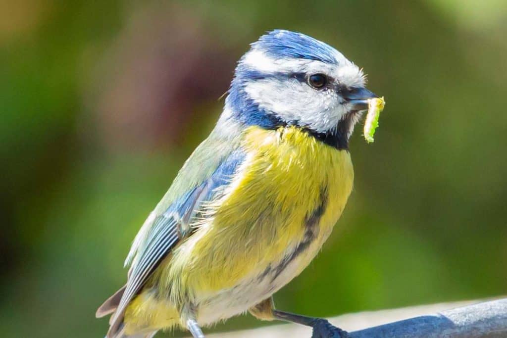 10 Examples of Animals That Eat Caterpillars - Wildlife Informer