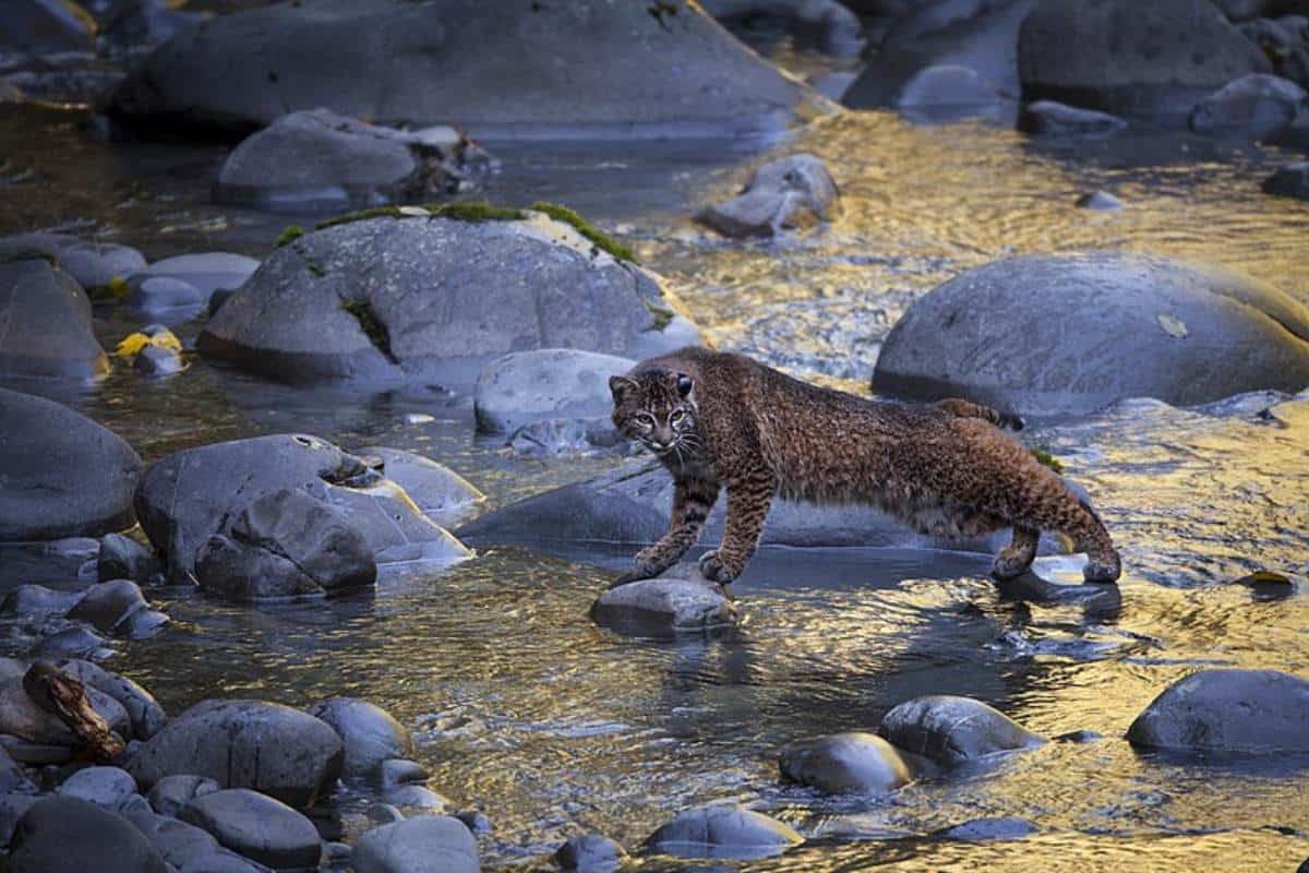 23 Unique Facts About Bobcats - Wildlife Informer