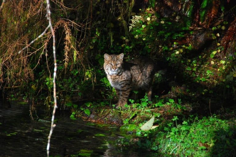 Bobcat Population by State (Estimates & Facts) - Wildlife Informer