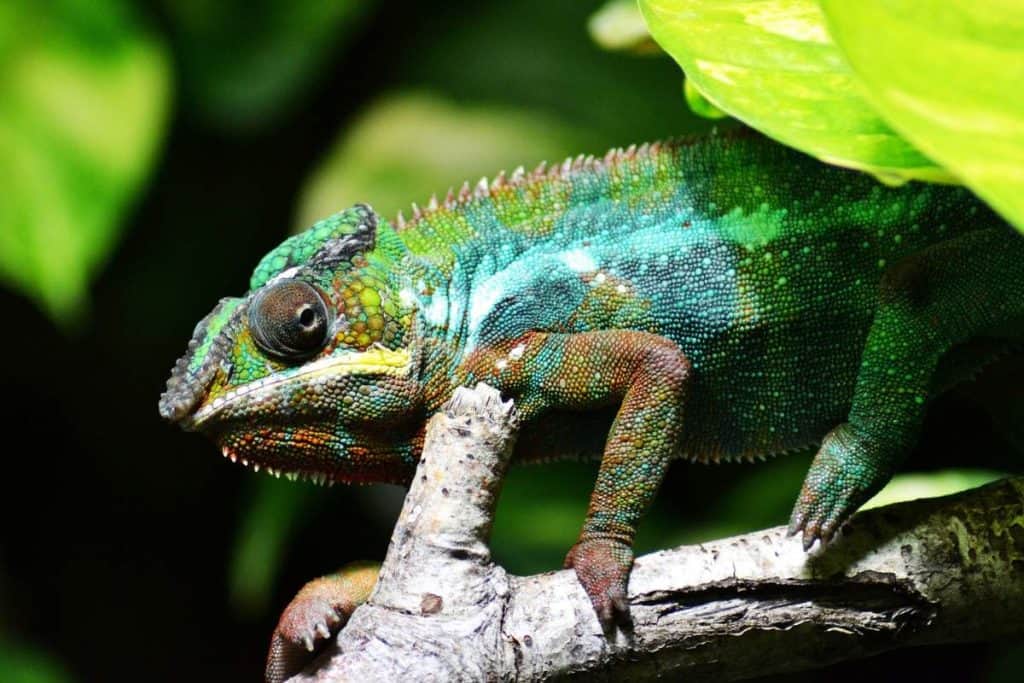 20 Animals That Change Color (With Pictures) - Wildlife Informer