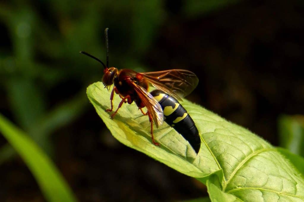 16 Species of Ground Burrowing Wasps - Wildlife Informer