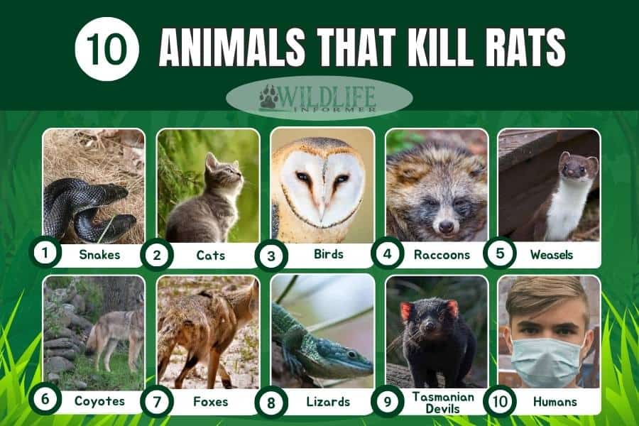 10 Random Examples of Animals That Kill Rats - Wildlife Informer