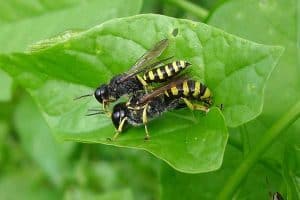 16 Species of Ground Burrowing Wasps - Wildlife Informer