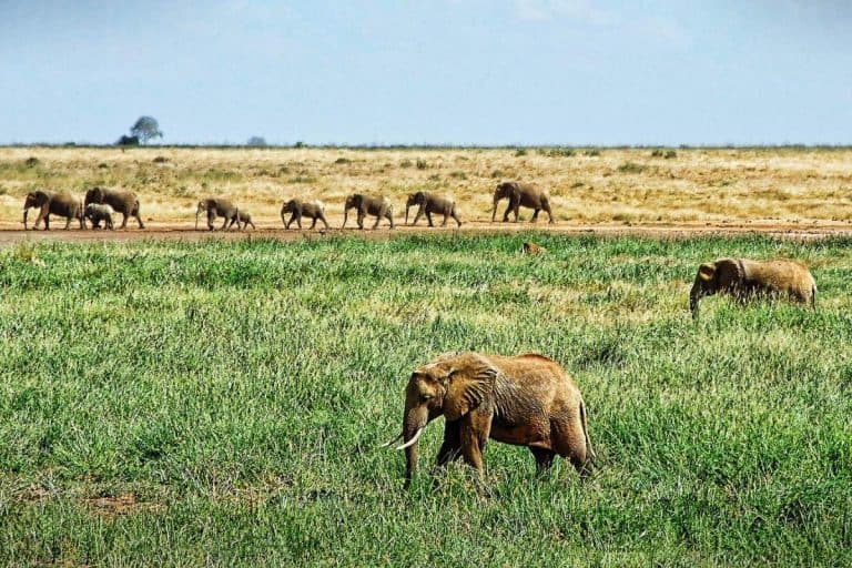 Where Do Elephants Live in Africa? - Wildlife Informer