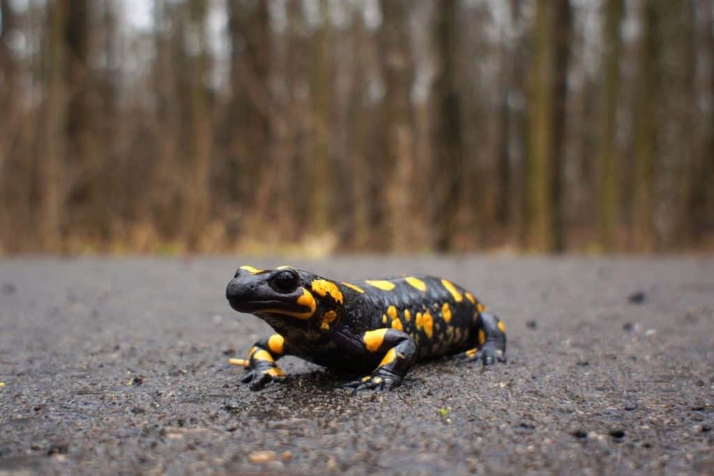12 Characteristics of Salamanders - Wildlife Informer