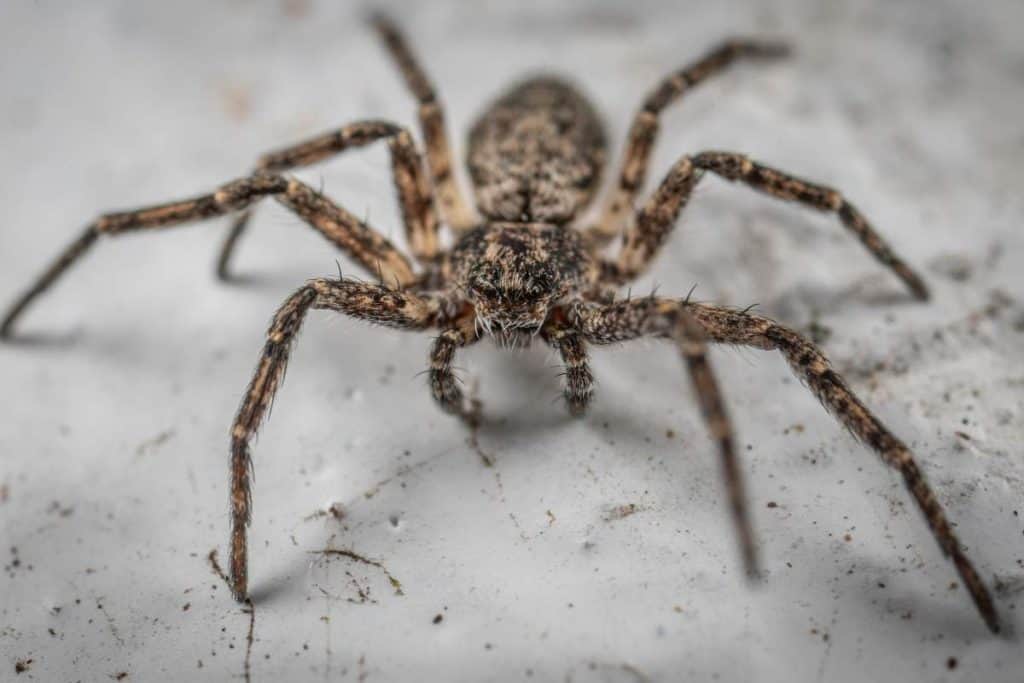 12 Interesting Characteristics of Arachnids - Wildlife Informer