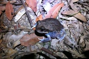 30 Examples of Ground Burrowing Animals - Wildlife Informer