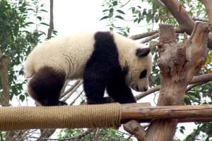 13 Unique Characteristics of Giant Pandas - Wildlife Informer