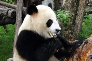 13 Unique Characteristics of Giant Pandas - Wildlife Informer