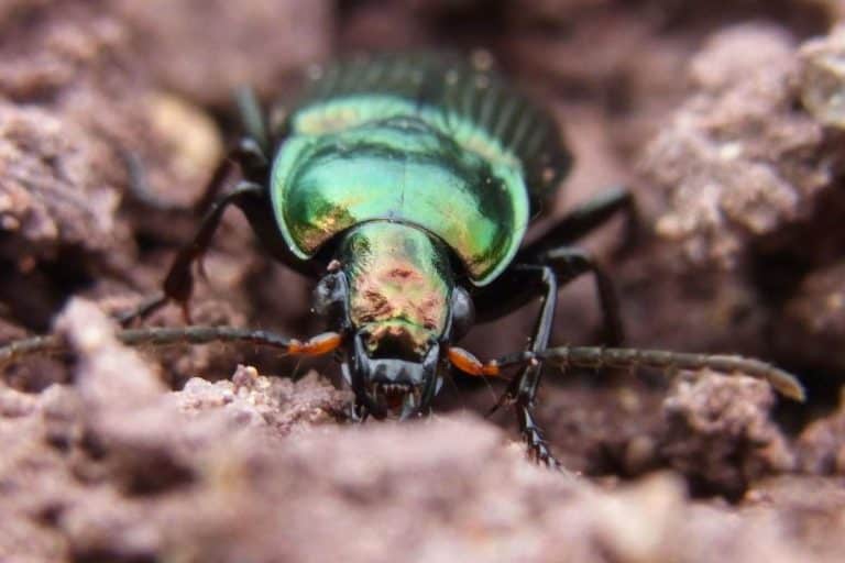 30 Examples of Ground Burrowing Insects - Wildlife Informer