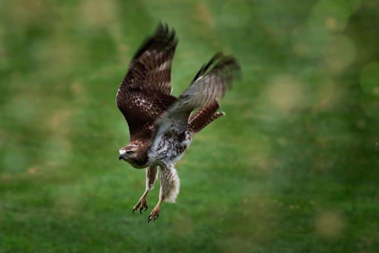 8 Characteristics of Hawks (Fun Facts) - Wildlife Informer
