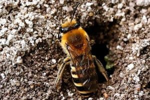 22 Types of Ground Burrowing Bees (Pictures) - Wildlife Informer