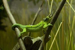 11 Unique Characteristics of Chameleons - Wildlife Informer