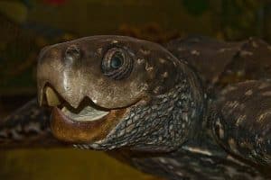 What Do Leatherback Sea Turtles Eat? - Wildlife Informer