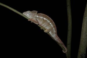 11 Unique Characteristics of Chameleons - Wildlife Informer