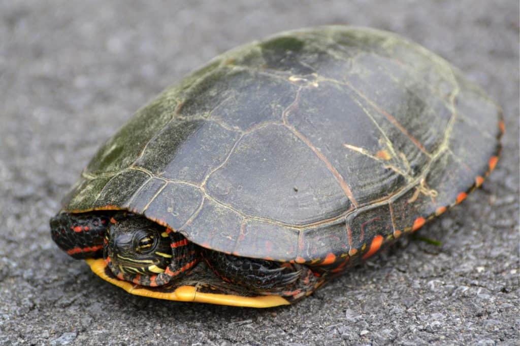 10 Types of Turtles in Michigan (With Pictures) - Wildlife Informer