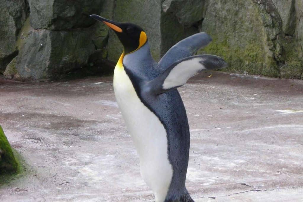 13 Characteristics of Penguins - Wildlife Informer