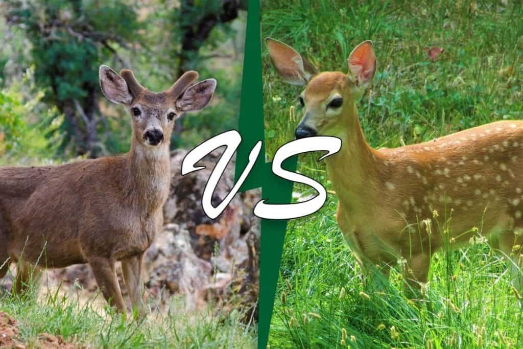 Mule Deer Vs. White-tailed Deer – 8 Key Differences - Wildlife Informer