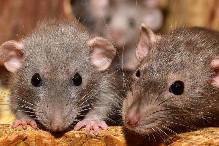 21 of the MOST COMMON Examples of Rodents - Wildlife Informer