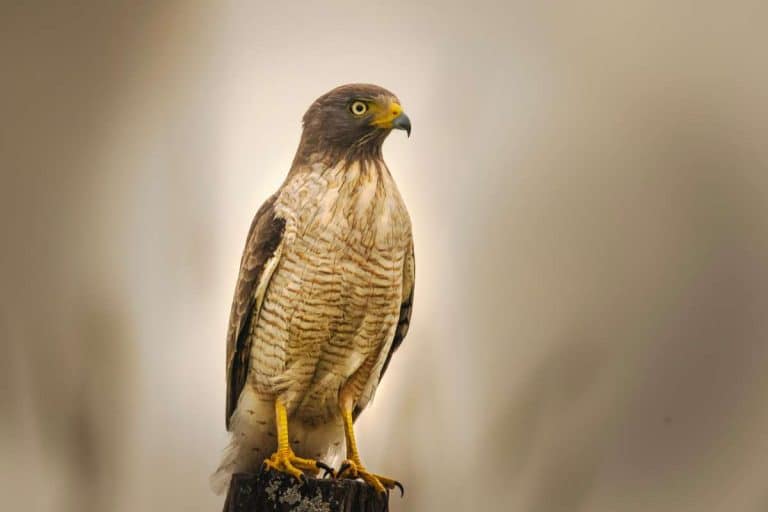 8 Characteristics of Hawks (Fun Facts) - Wildlife Informer