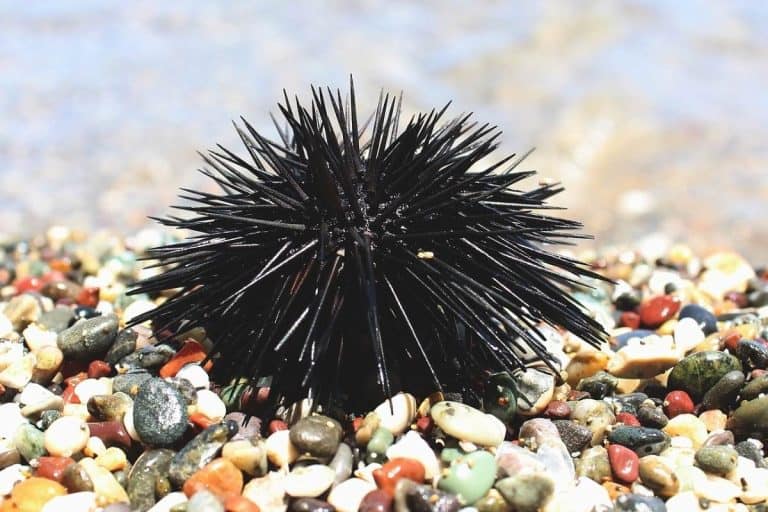 11 Examples of Animals Without Eyes (Pictures) - Wildlife Informer