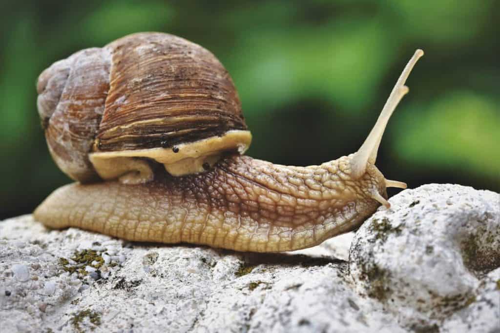 9 Unique Characteristics of Mollusks - Wildlife Informer