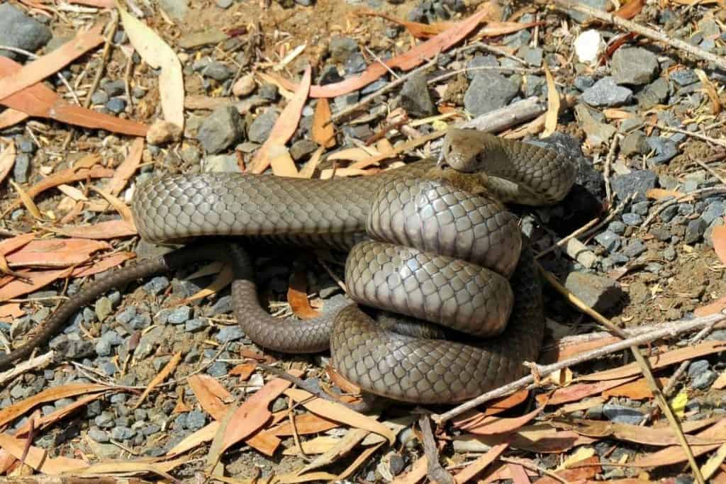 Do Snakes Ever Eat Plants? (Fruits, Vegetables) - Wildlife Informer