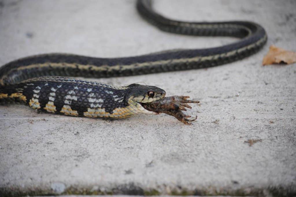7 Snakes That Eat Frogs (With Pictures) - Wildlife Informer
