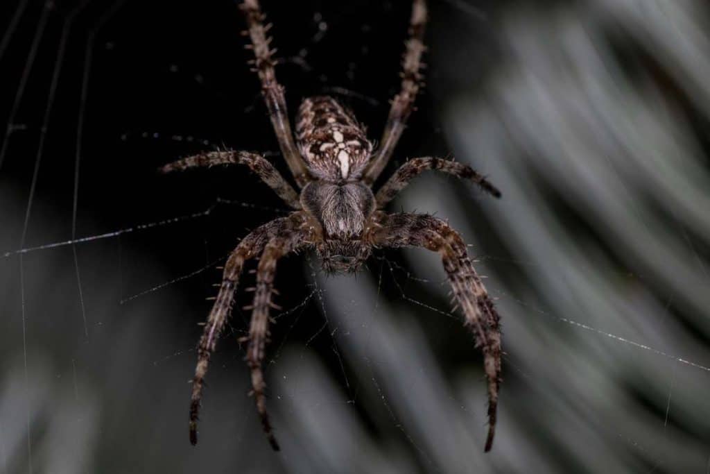 12 Unique Characteristics of Spiders - Wildlife Informer