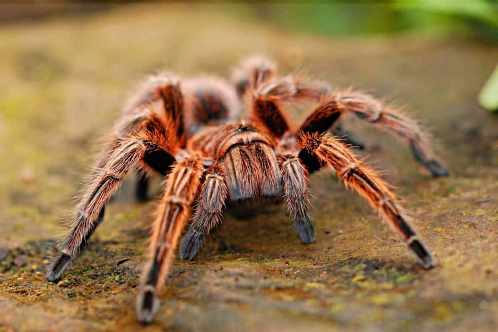 12 Unique Characteristics of Spiders - Wildlife Informer
