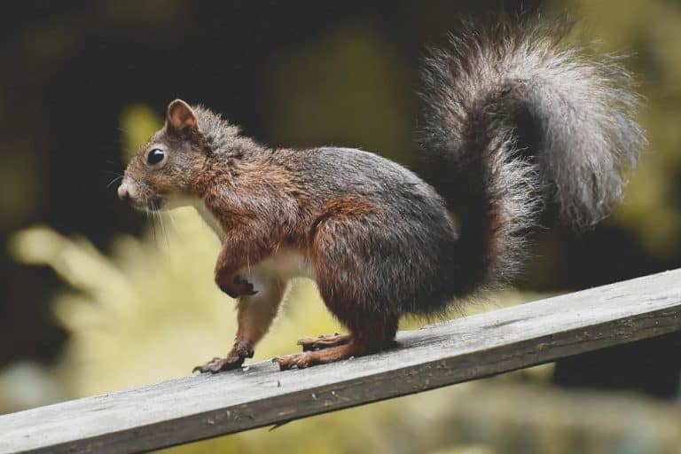 15 Unique Characteristics of Squirrels - Wildlife Informer