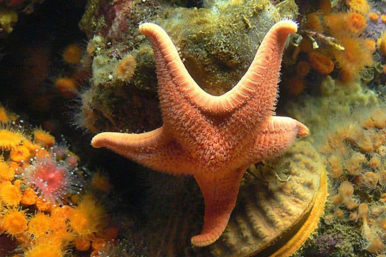 11 Unique Characteristics of Starfish - Wildlife Informer