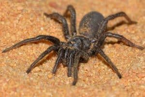 12 Common Spiders in Alaska (Pictures) - Wildlife Informer