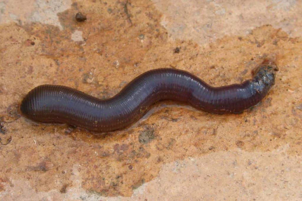 11 Characteristics of Annelids (Worms, Leeches) - Wildlife Informer