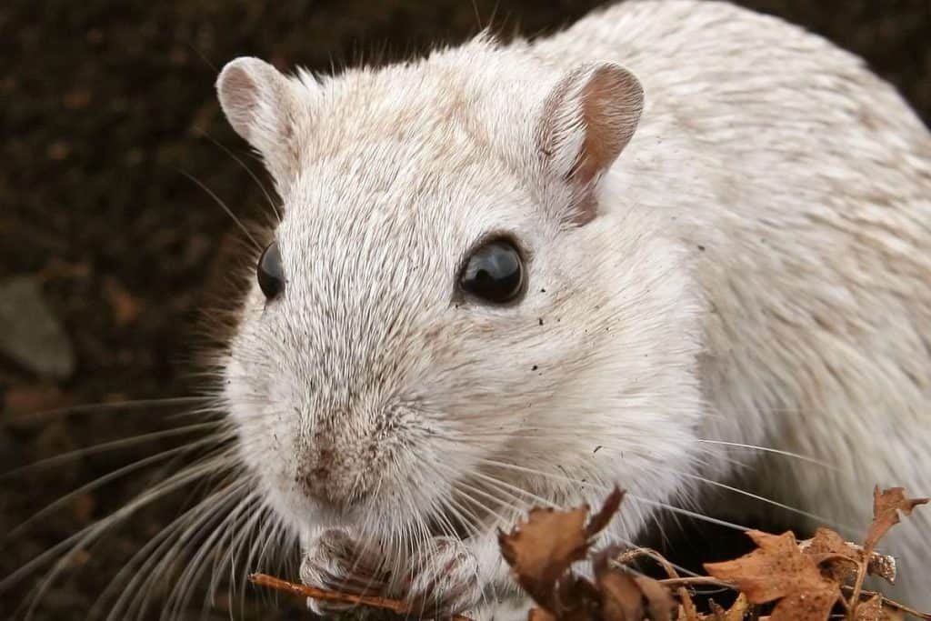 15 Unique Characteristics of Rats - Wildlife Informer