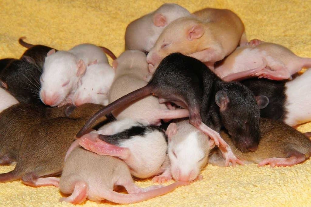15 Unique Characteristics of Rats - Wildlife Informer