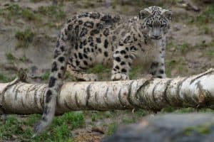 9 Characteristics of Snow Leopards - Wildlife Informer